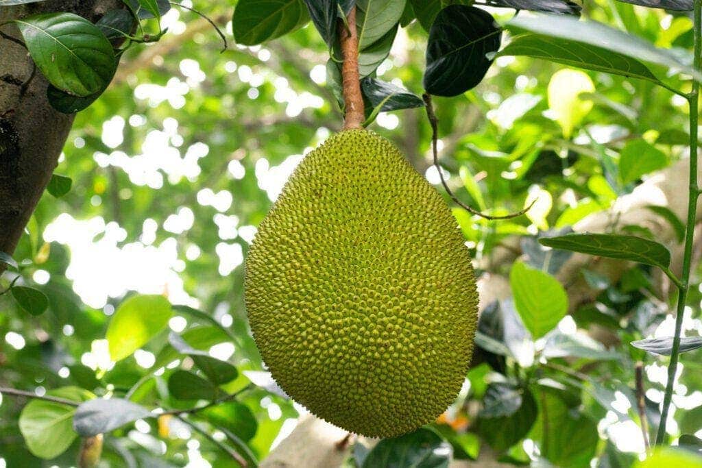 Deep-frozen jackfruit, single frozen - VALIO.de